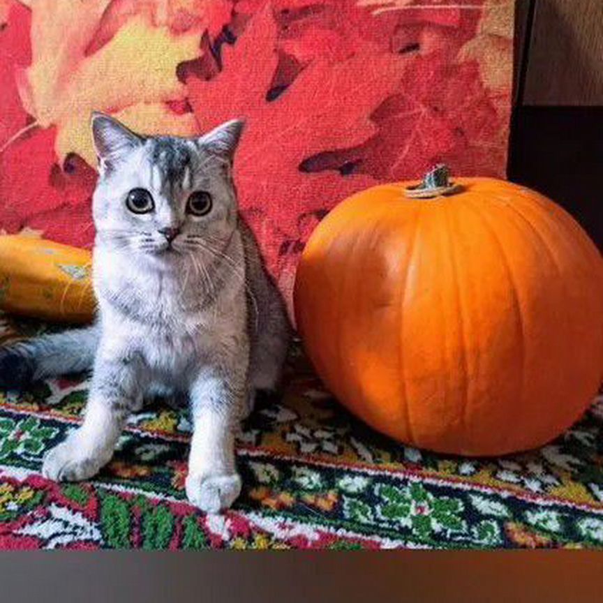 Кот Амур (шотландский)