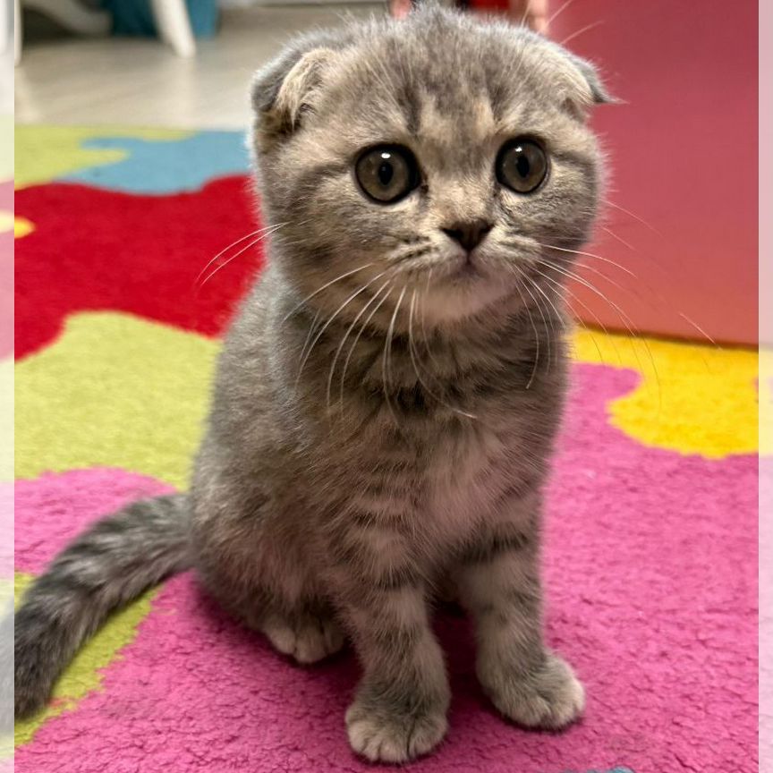 Шотландские вислоухие котята