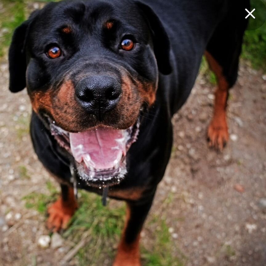 Продаю ротвейлера 4 года