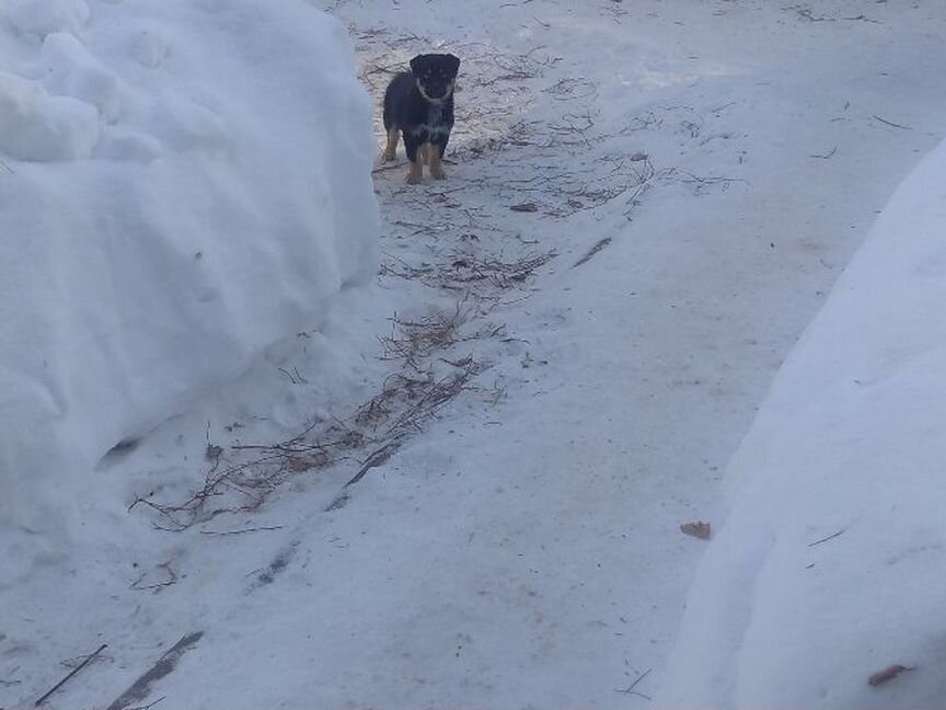 Отдам бесплатно,все детки с голубыми глазками