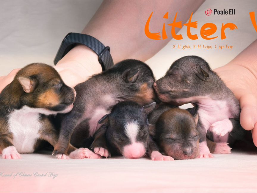 Щенки. Китайская Хохлатая Собака