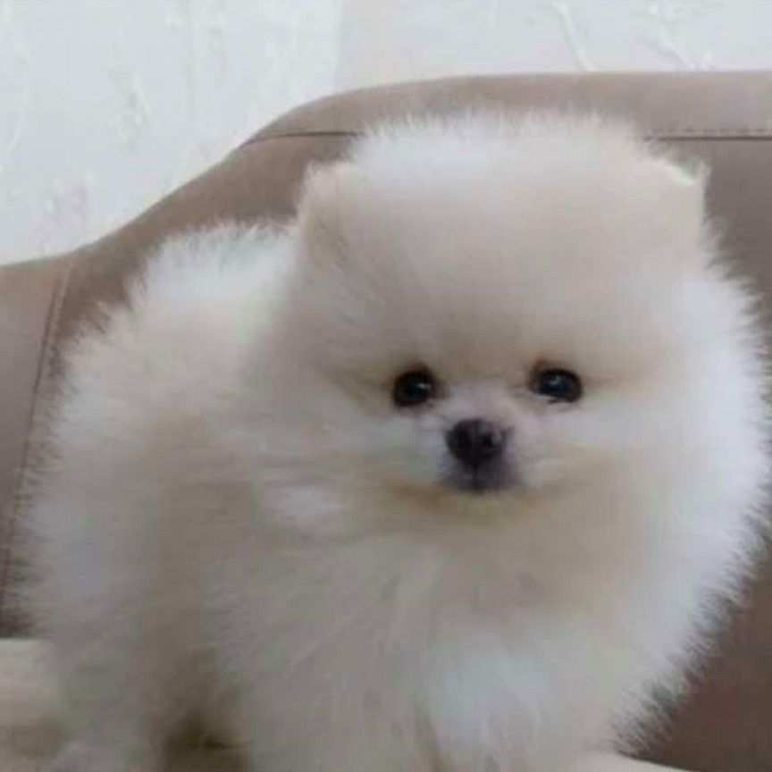 Померанский шпиц, щенок