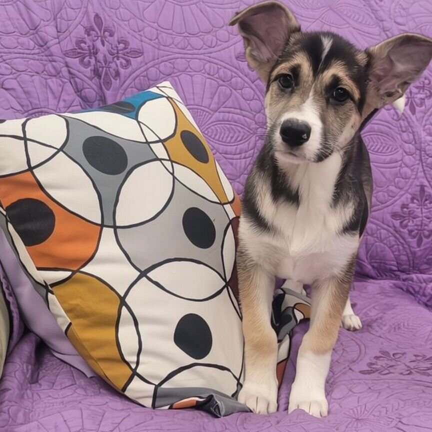 Щенок в добрые руки