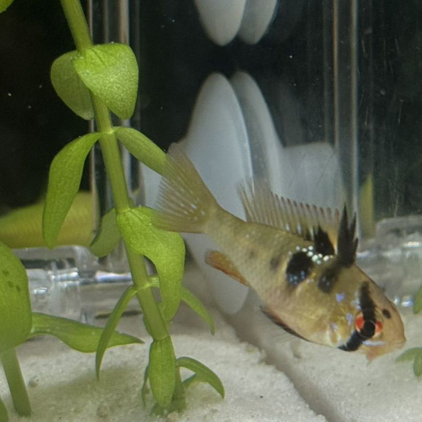 Продаю: 5 неонов 2 рамирези