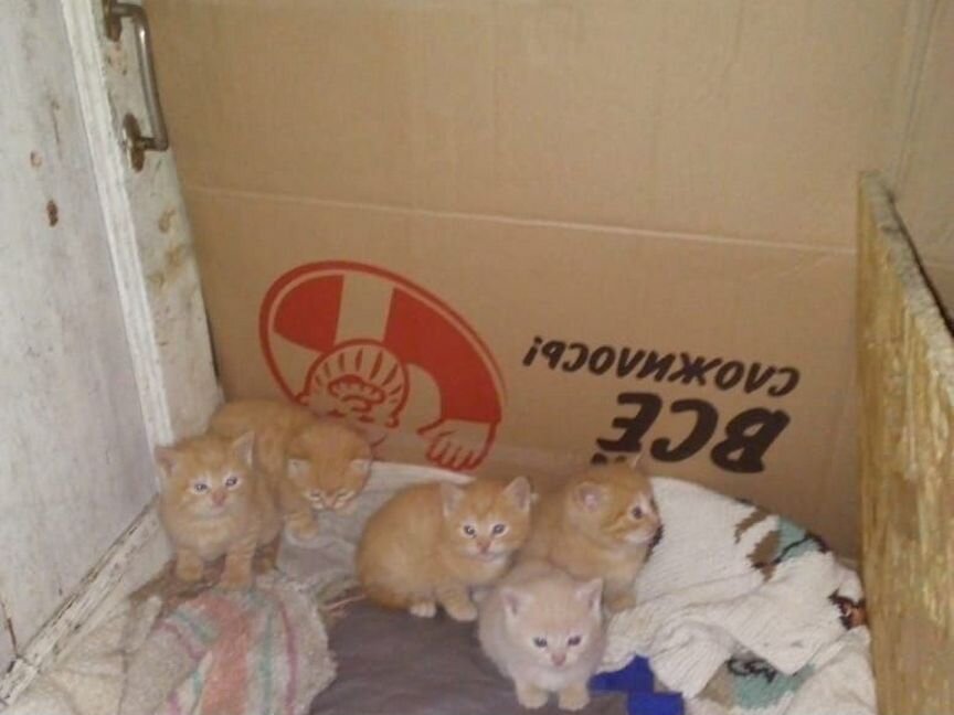 Спасённые Рыжие котята малыши в добрые руки