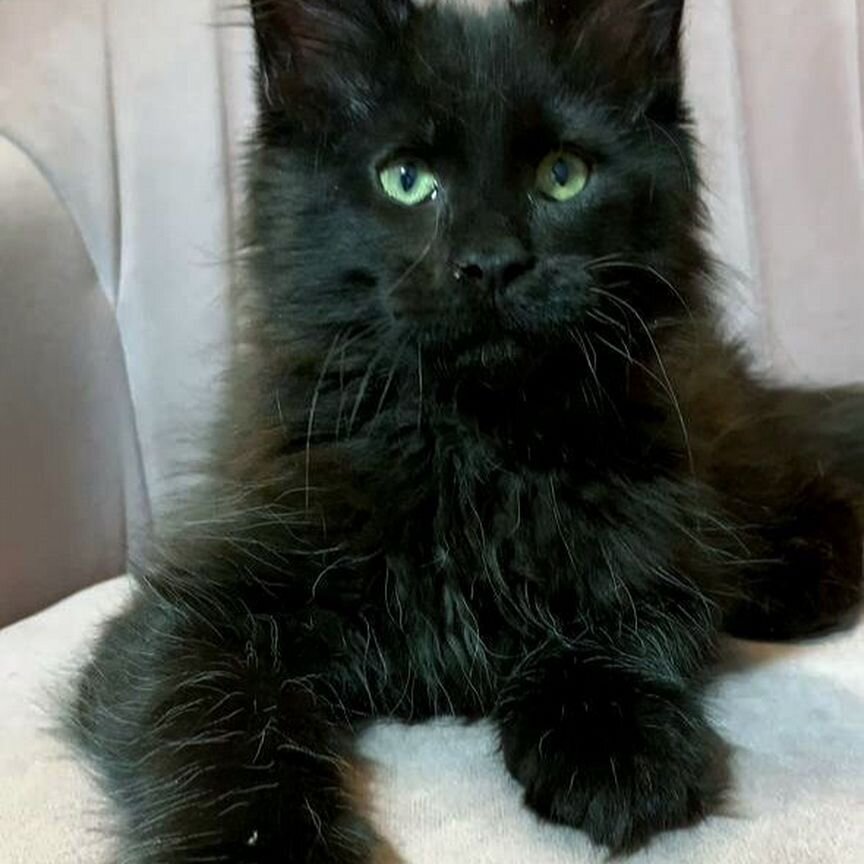 Котята мейнкуна