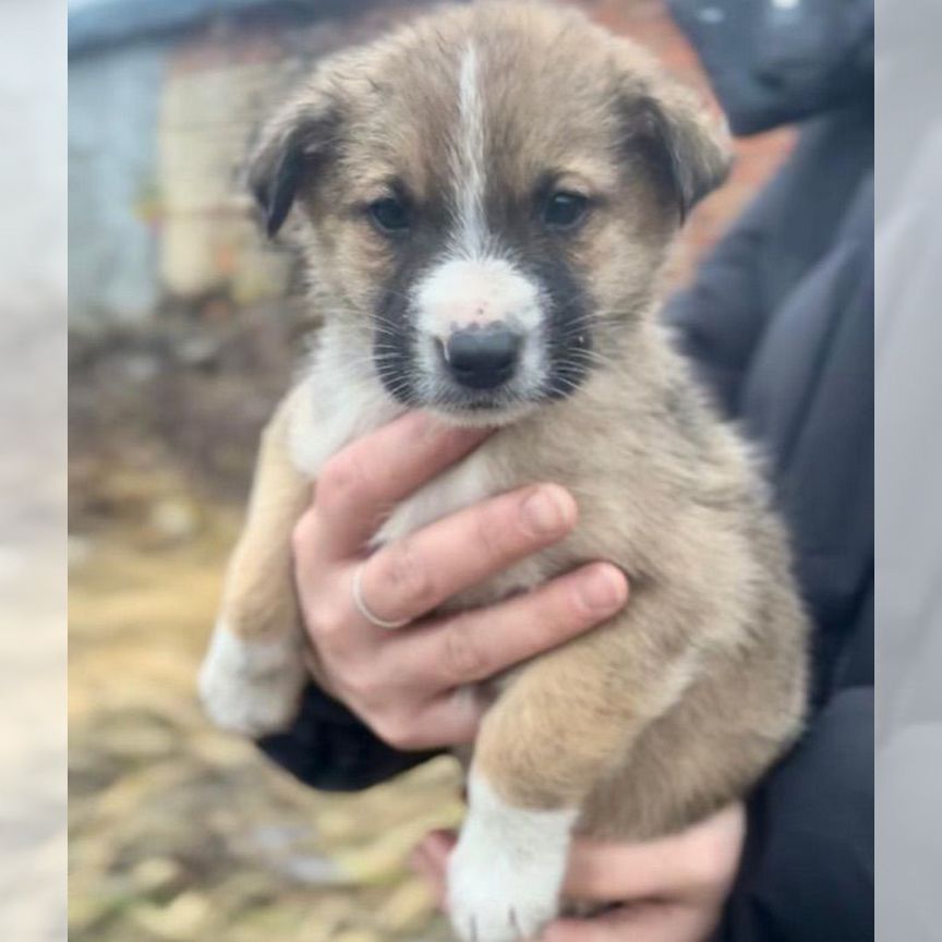 Щенок в добрые руки