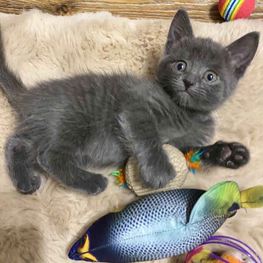 Русский голубой котёнок