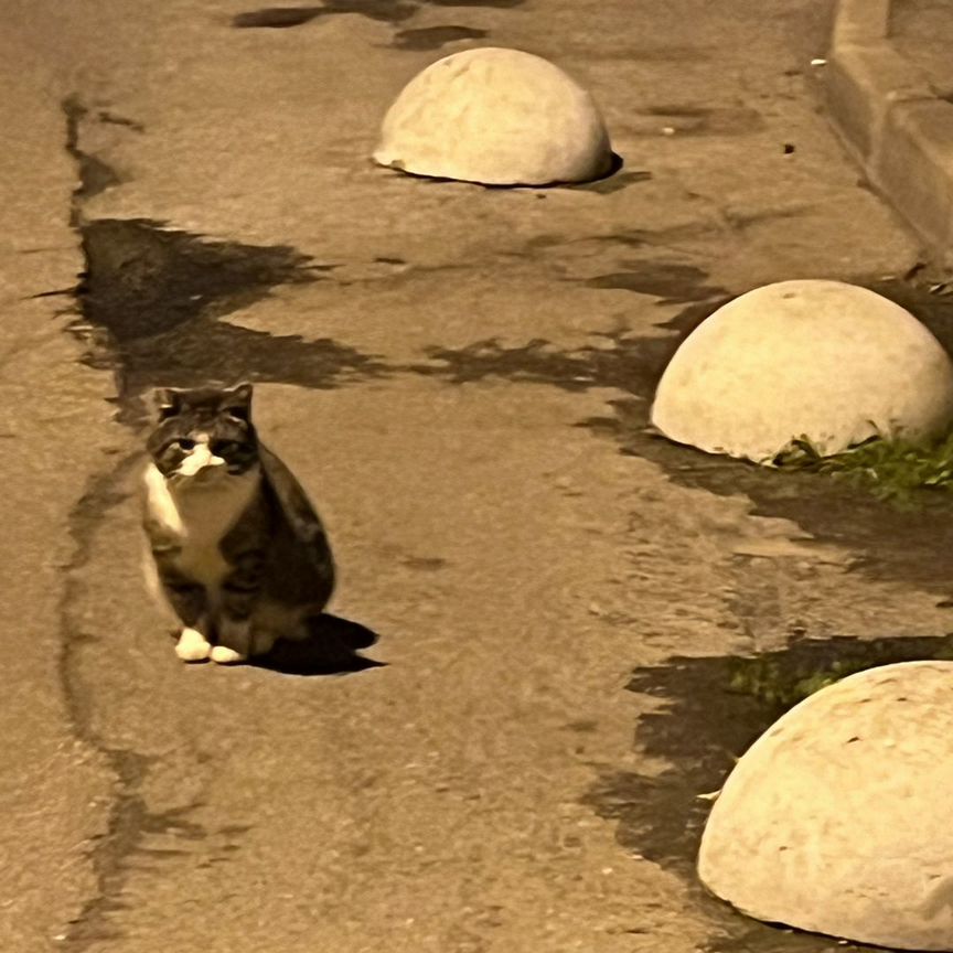Спасем кошек