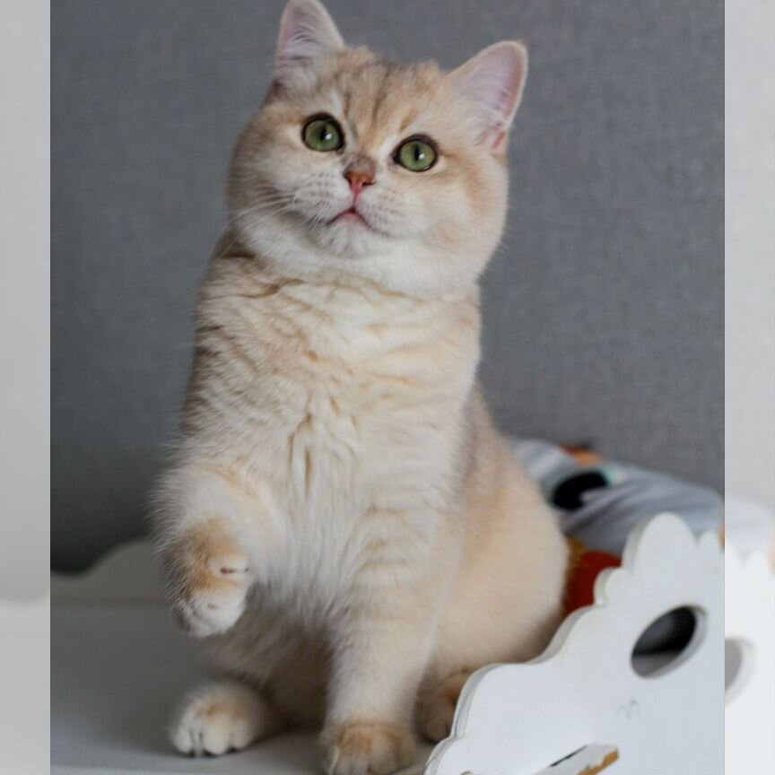 Британский короткошёрстный котёнок