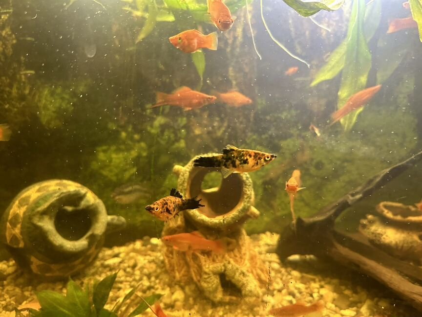 Меченосцы тигровые