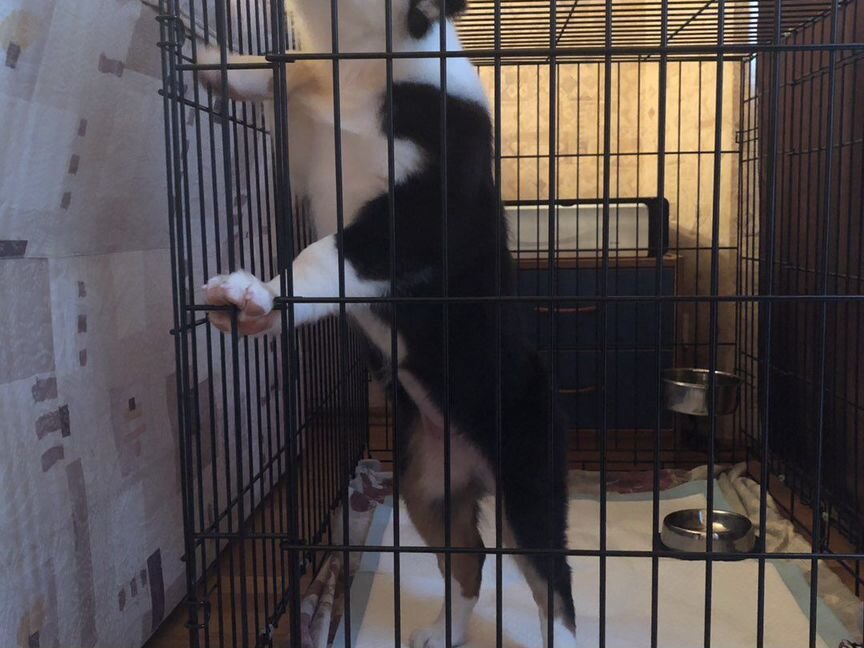 Собачья клетка