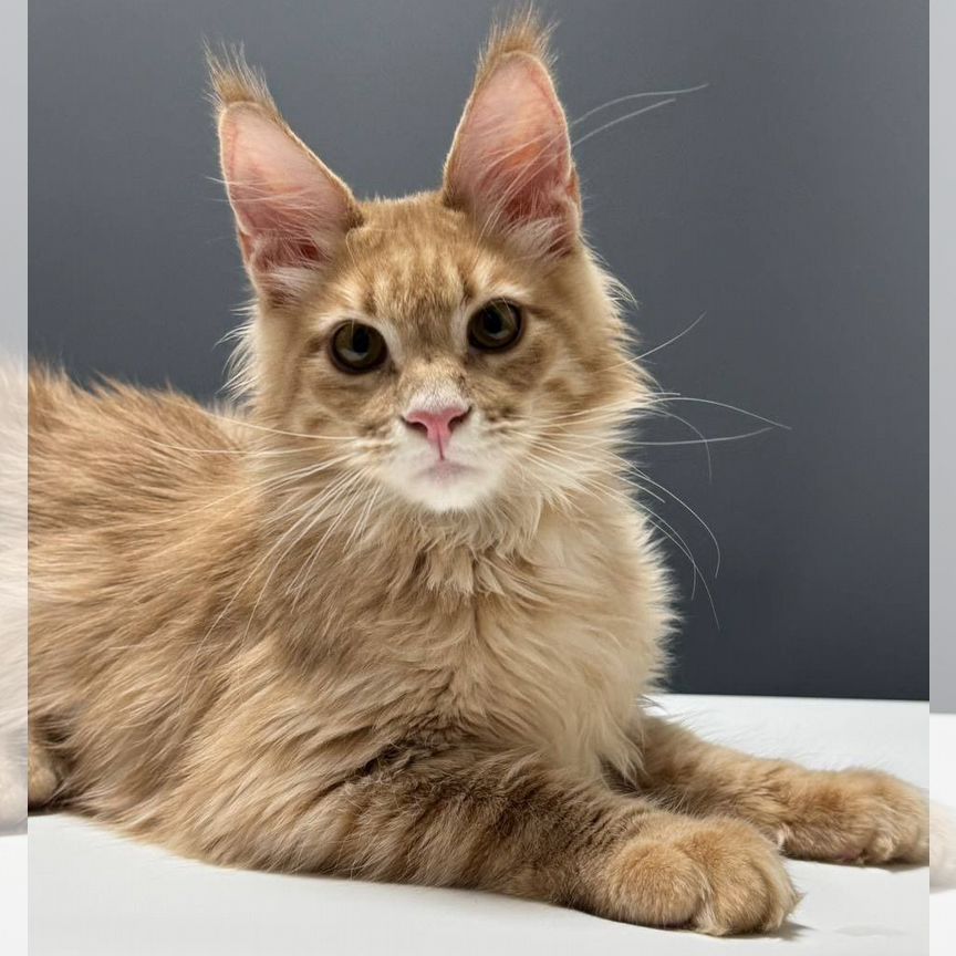 Мейн-кун котёнок