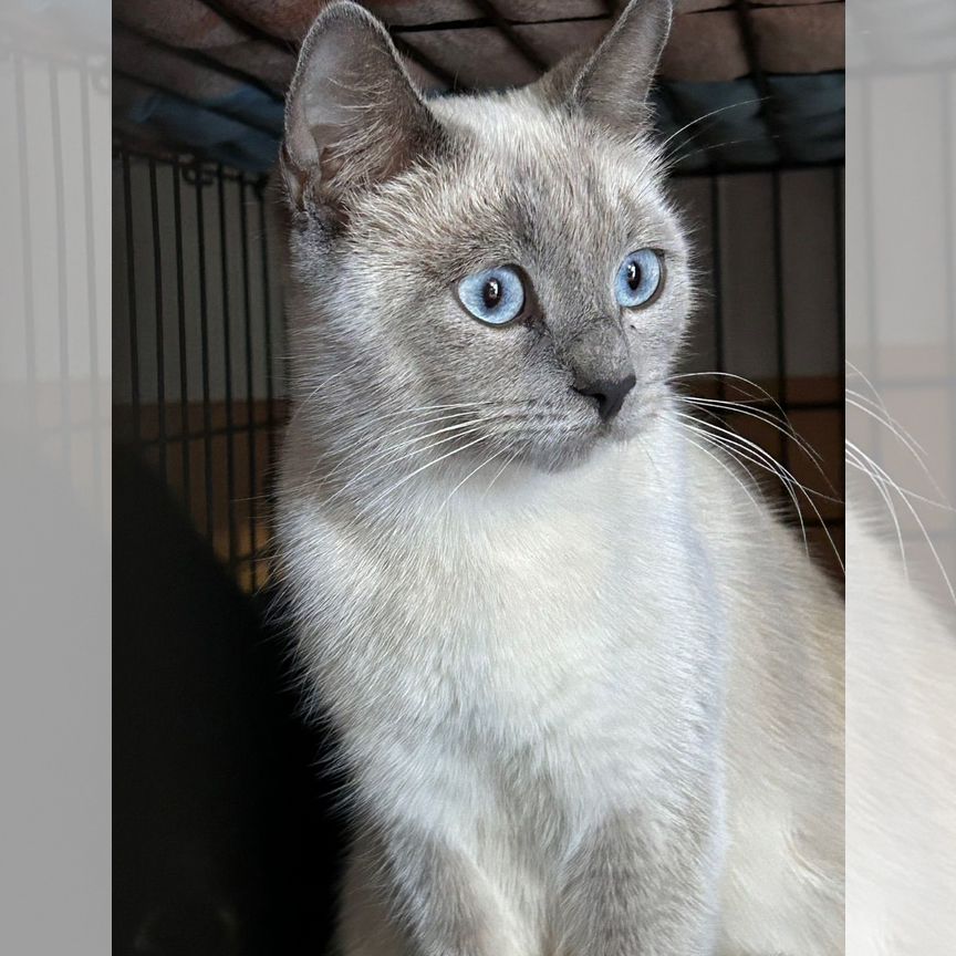 Потрясающая кошечка Сентябрина в добрые руки