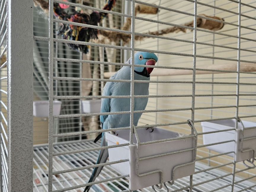 Ожереловый попугай самец