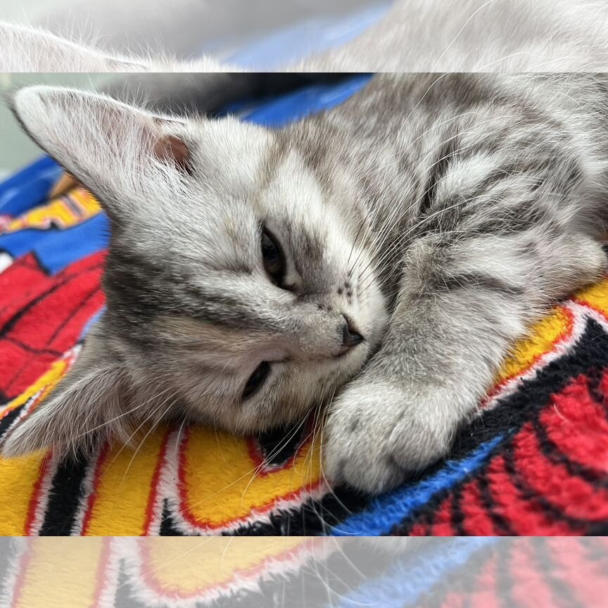 Шотландский вислоухий короткошёрстный котёнок