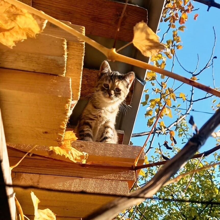 Котята в добрые руки бесплатно