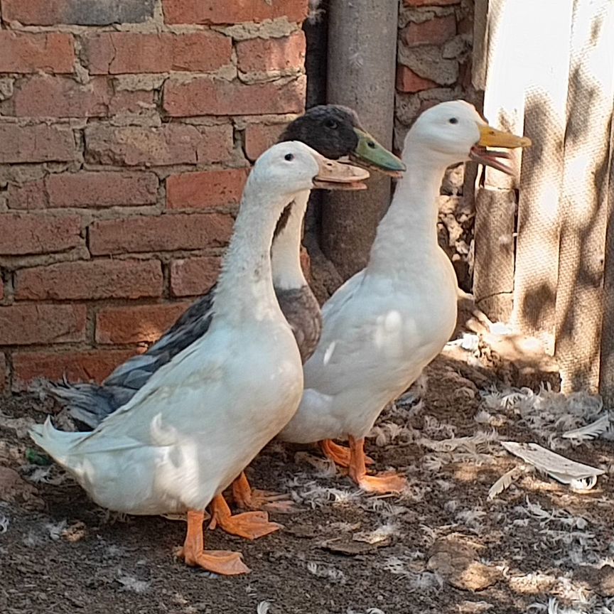Утки башкирские