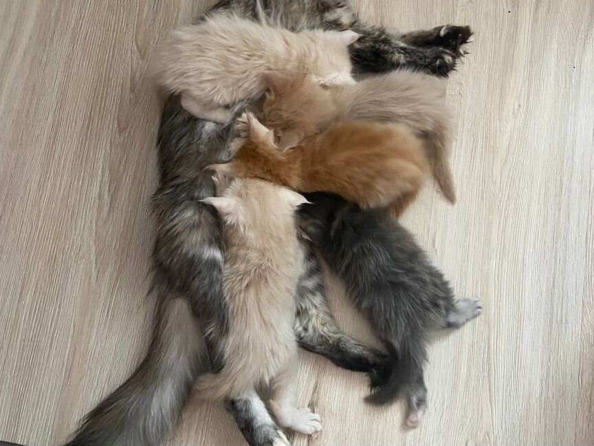 Котята Мейн-кун