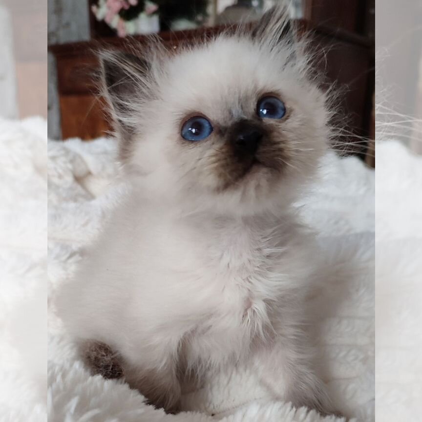 Котята Священная Бирма