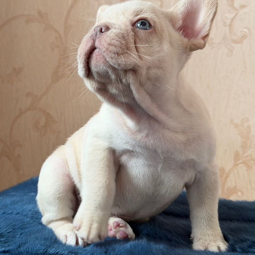 Французский бульдог, щенок