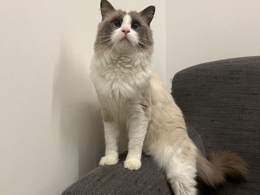 Вязка рэгдолл