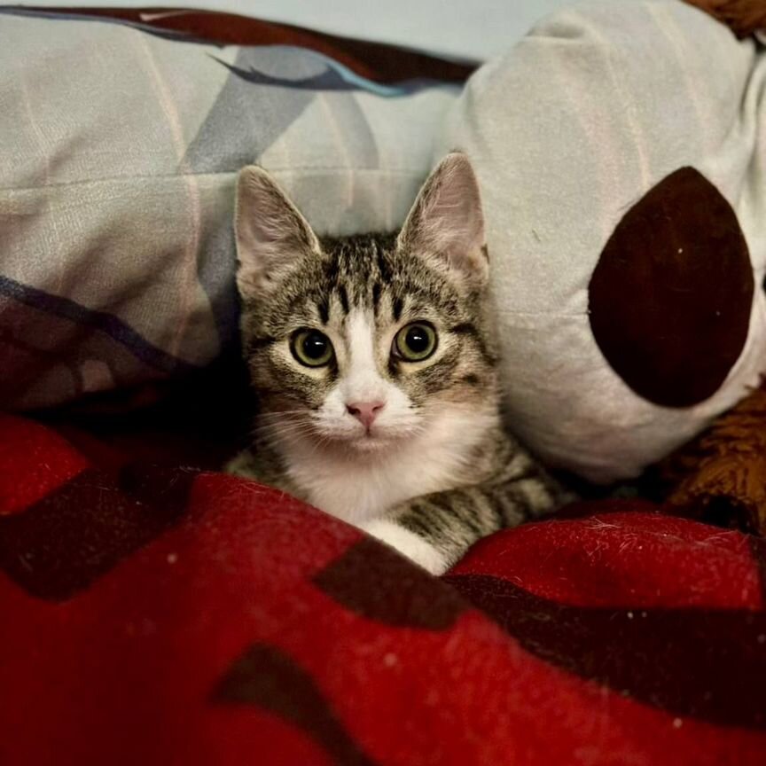 Котёнок Марс в добрые руки