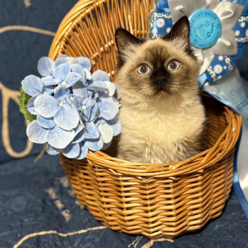 Невские маскарадные котята