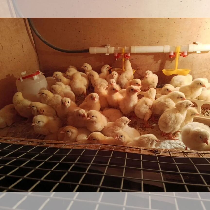 Цыплята бройлеры кобб 500 испания