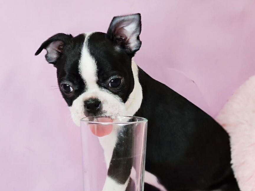 Бостон терьер мальчик