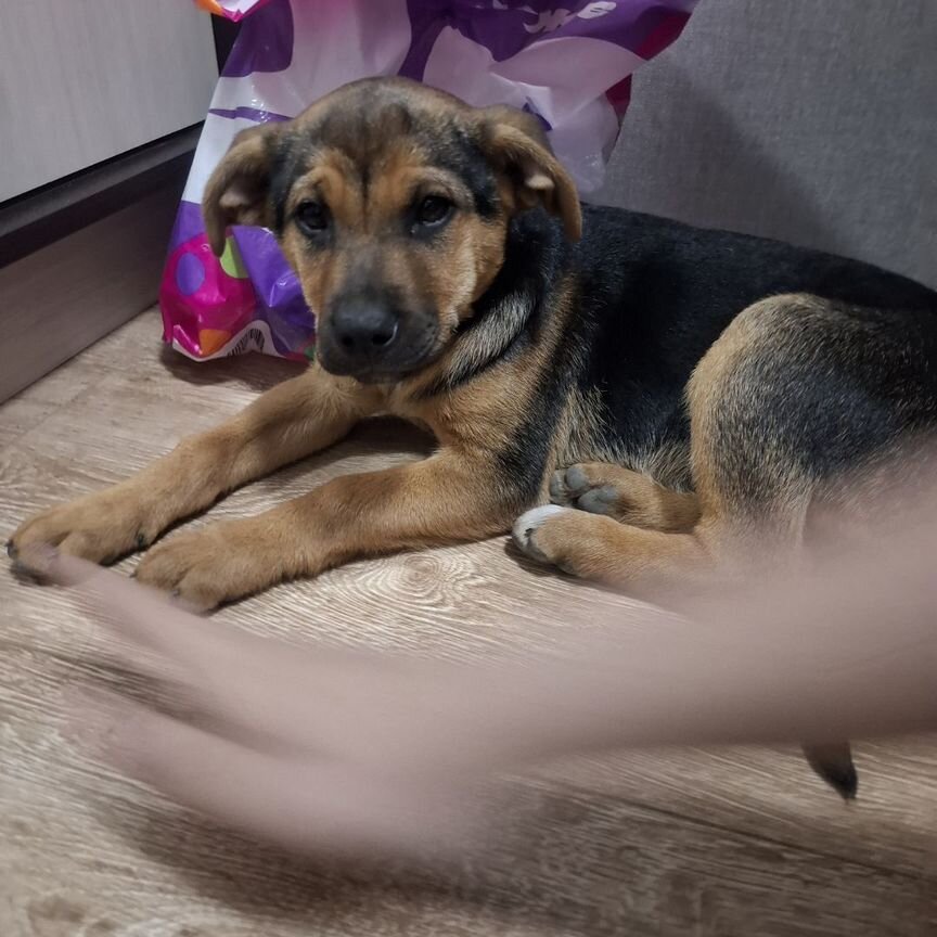 Отдам в добрые руки чью-то потеряшку