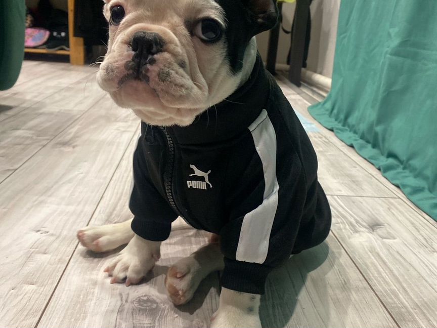 Кофта на щенка