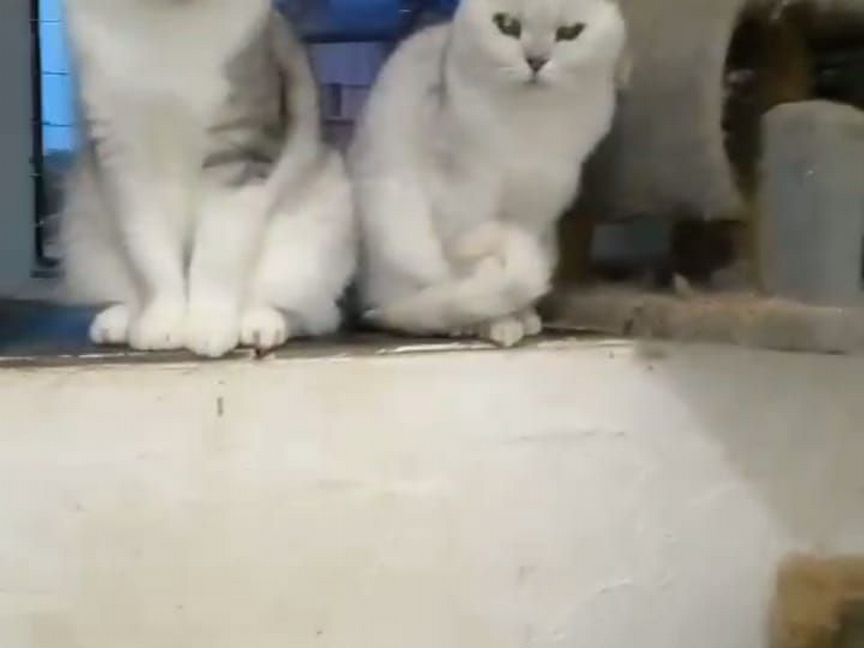 Котики кошечки в добрые руки