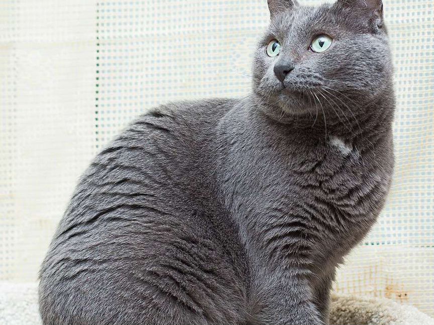 Кошка Золушка желает укотовиться