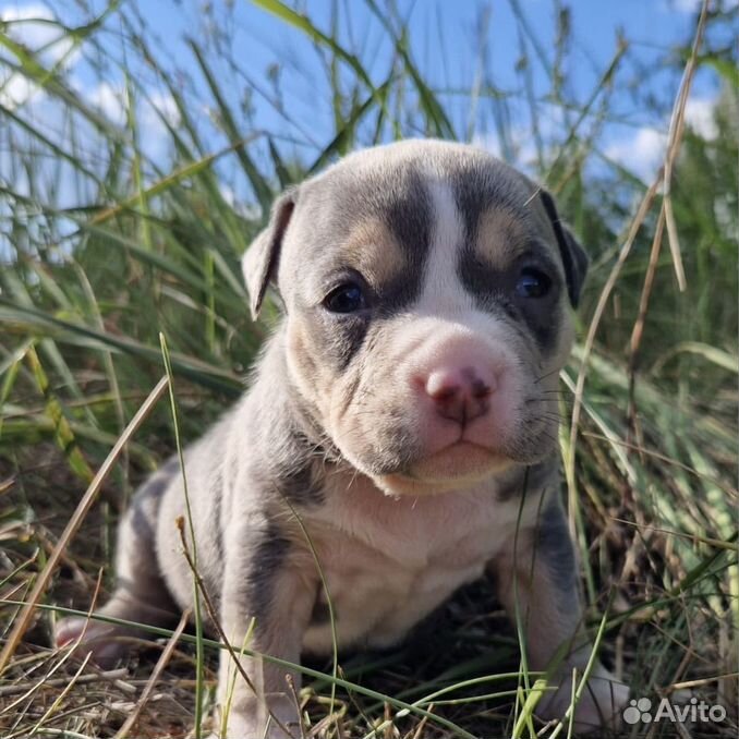 Голубой триколор Американ булли