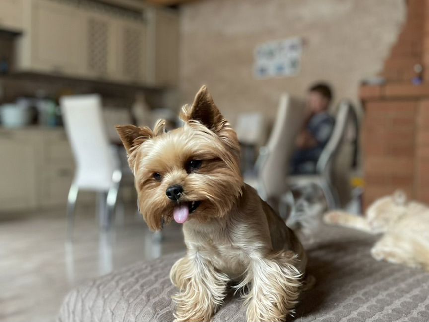 Йоркширский терьер мини вязка