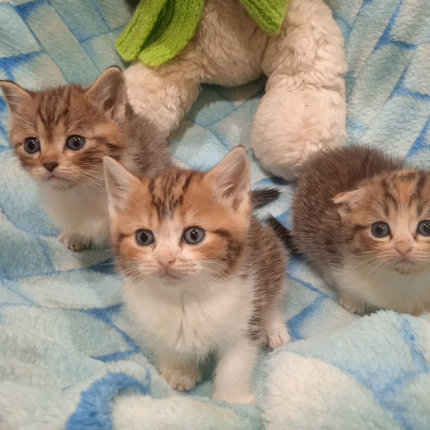 Шотландские котята