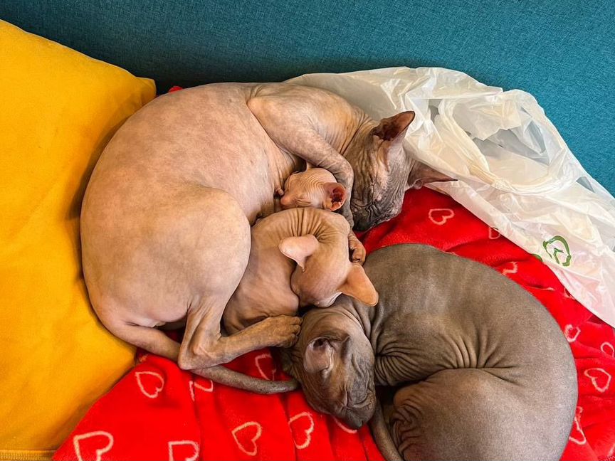 Донской сфинкс котята девочки