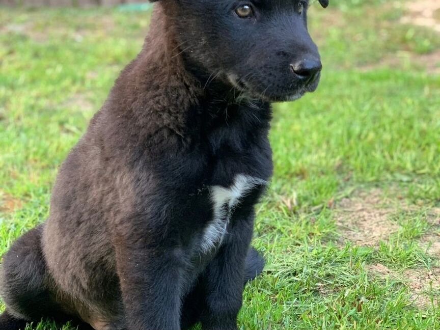 Отдам в добрые И заботливые руки