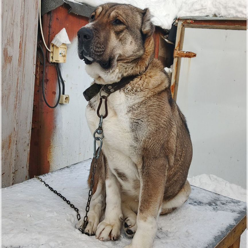 Среднеазиатская овчарка, взрослая собака