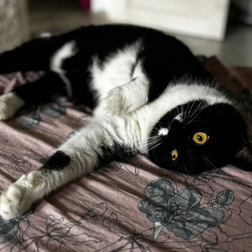 Отдам в добрые руки кота