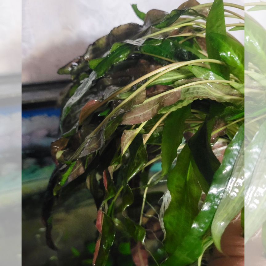 Криптокорина