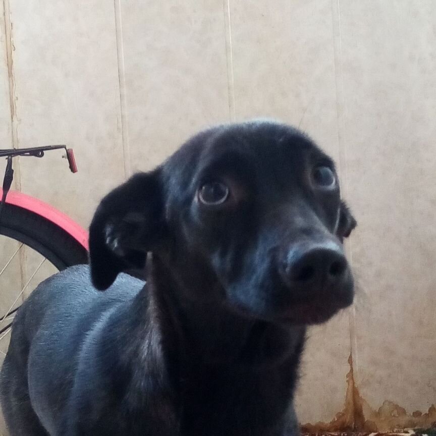 Милая собачка ищет хозяина