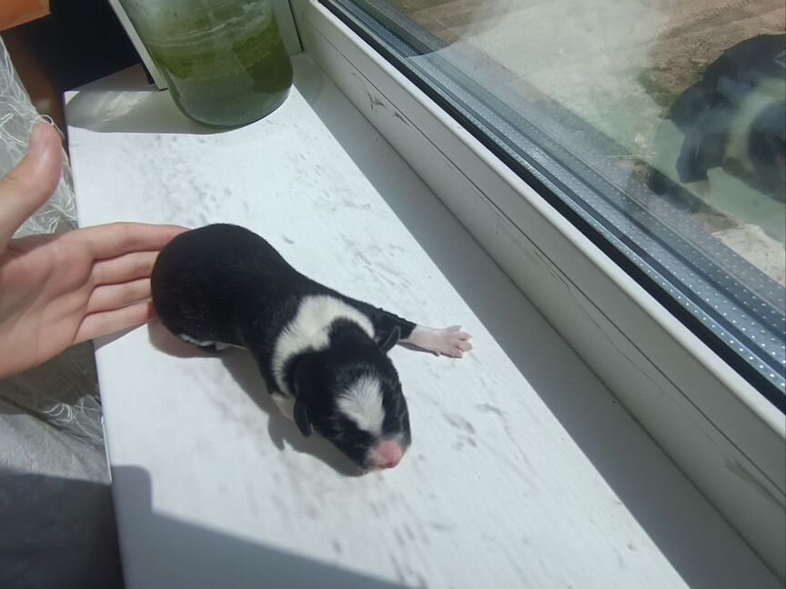 Продам собаку щенка Джек Рассел мальчик