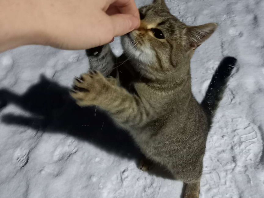 Котенок в добрые руки