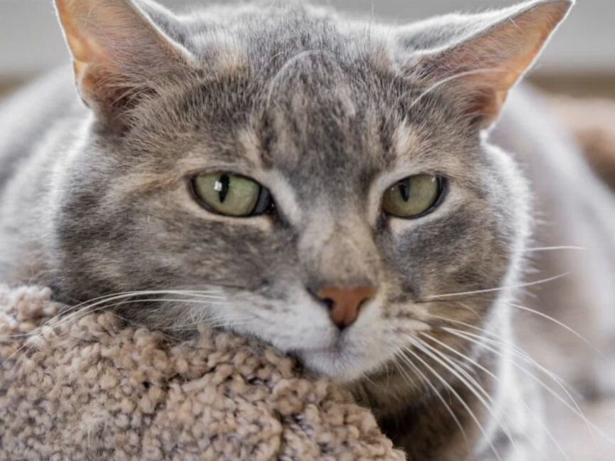 Кошка в дар