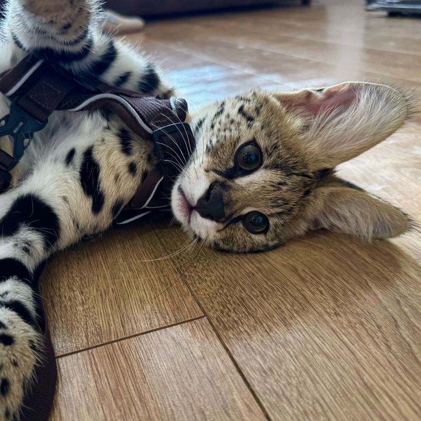 Котята Саванны ф1