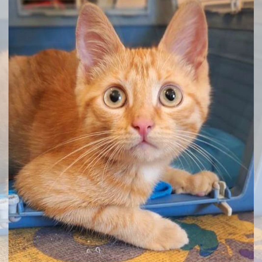 Котенок Симба в добрые руки