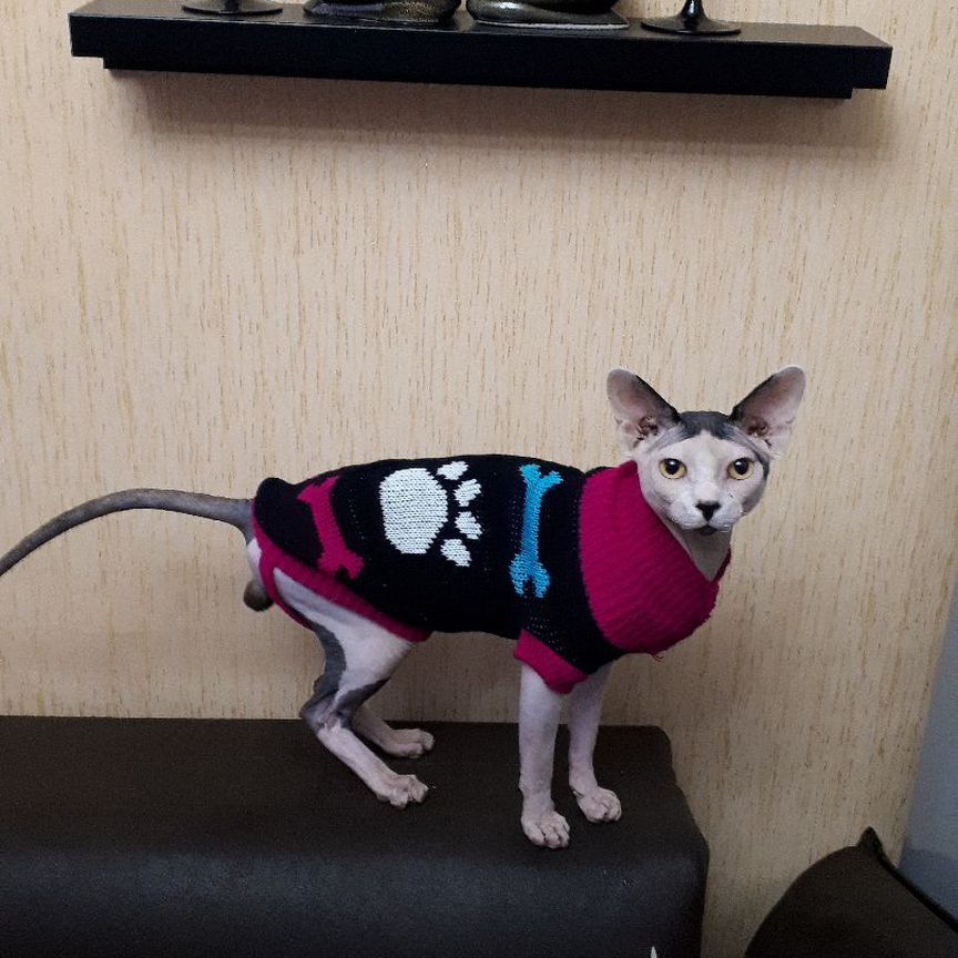 Канадский сфинкс