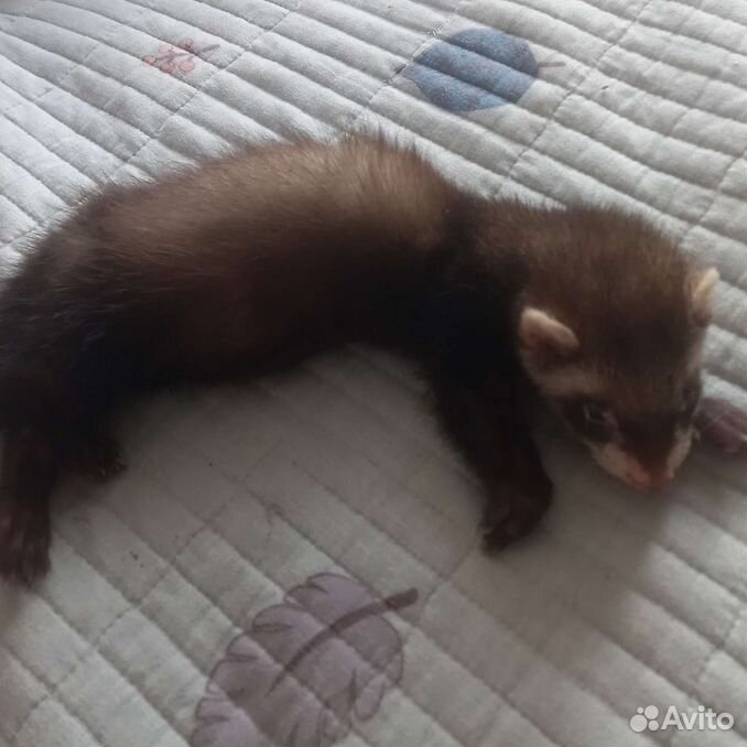 Щенок хорька